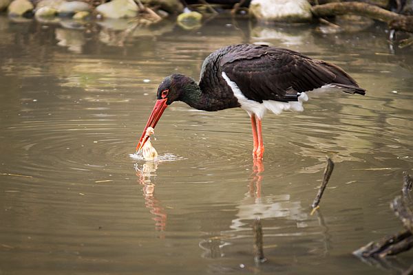 Gājis bojā vēl viens “Dzīvības lidojuma” melnais stārķis – Agnese | LA.LV
