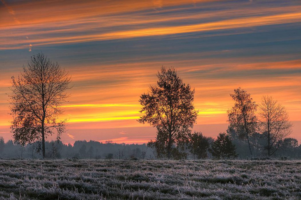 Mierīgais novembris aicina salīst alās. 5 interesantas norises dabā | LA.LV