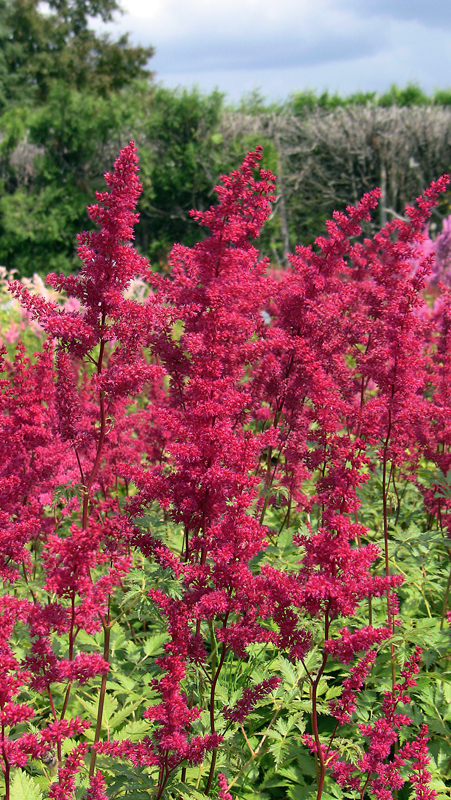 Sarkana puķu dobe. Iesakām skaistākās sarkanās puķes + kuras ar kurām ...