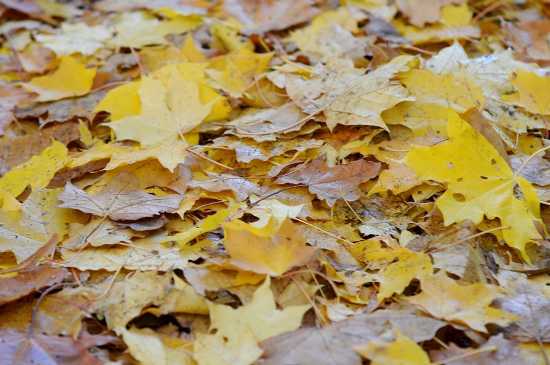 Neglīti plankumi uz kļavu lapām. Vai koks jāārstē? | Praktiski.lv