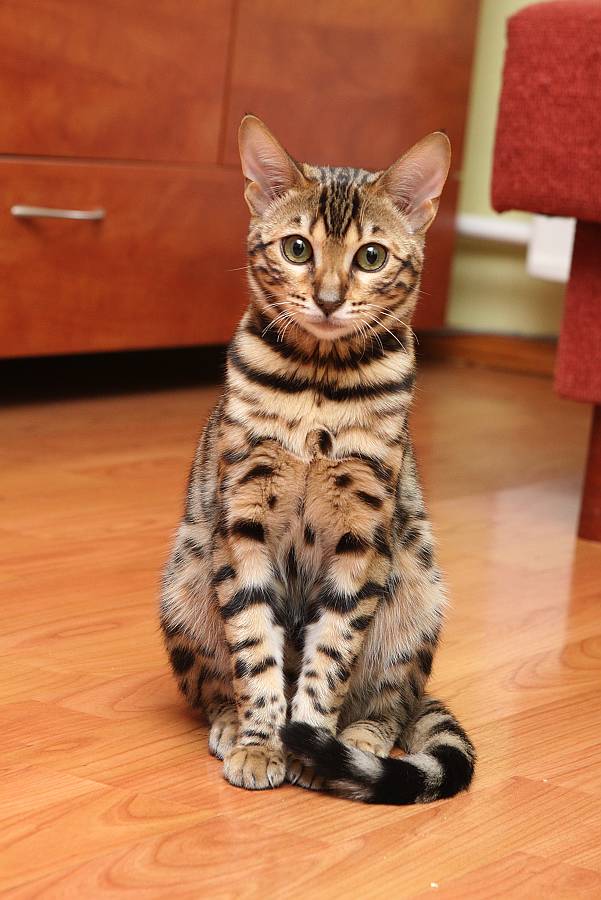 Mazie leopardi – Bengālijas kaķi | Praktiski.lv