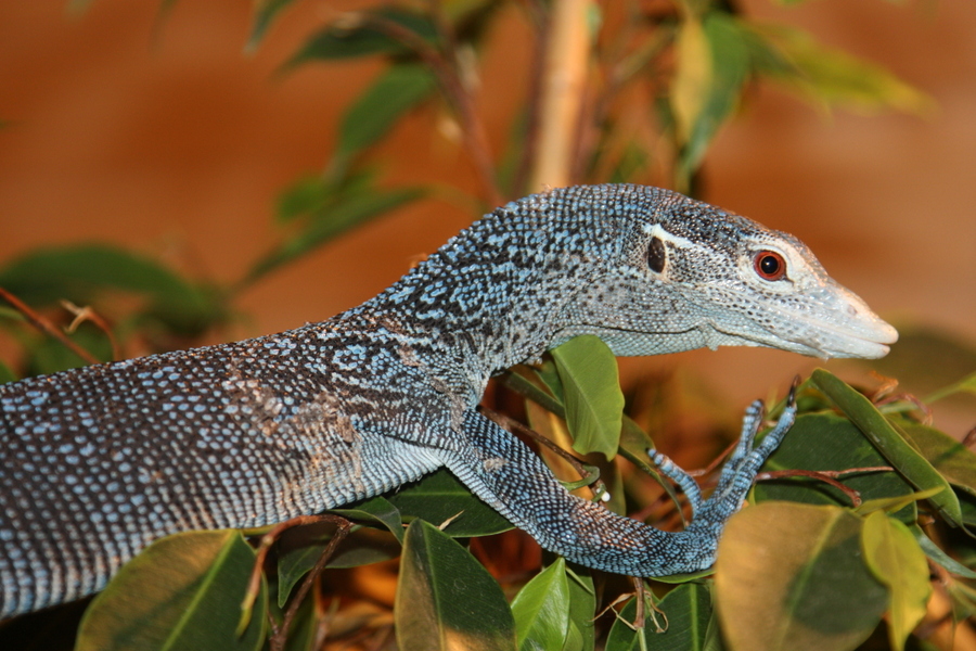 Varāni – dzīvnieki ar raksturu | Praktiski.lv