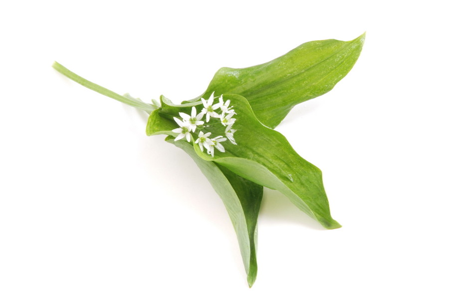 Laksis – unikāls augs. Kā to labāk apēst? | Praktiski.lv