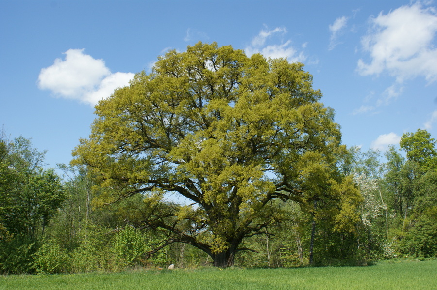 Latvijas dižie ozoli smok | LA.LV