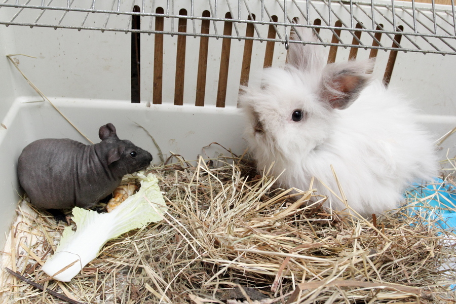 Divatā siltāk: kā kopā dzīvo Angoras trusis un kailā jūrascūciņa ...