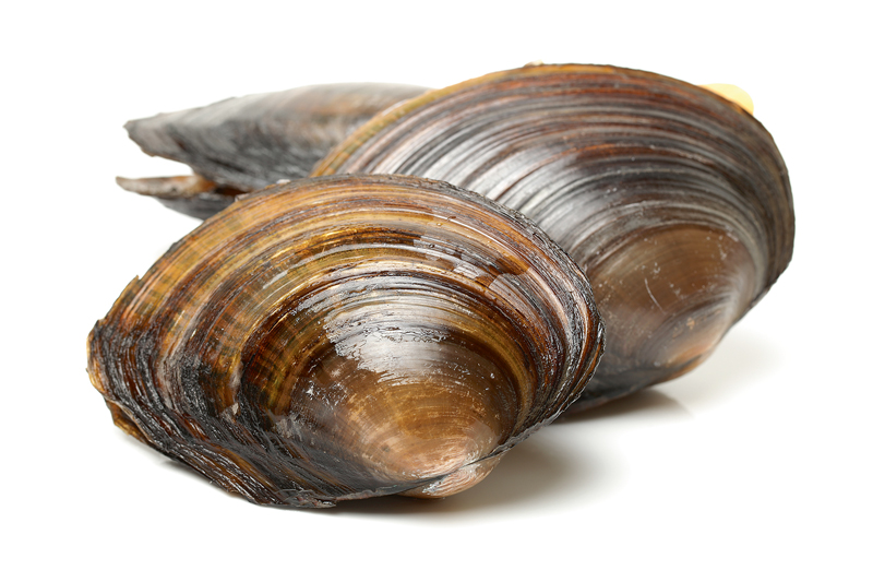 Kuras gliemju sugas attīra ūdeni dārza baseinā? | Praktiski.lv