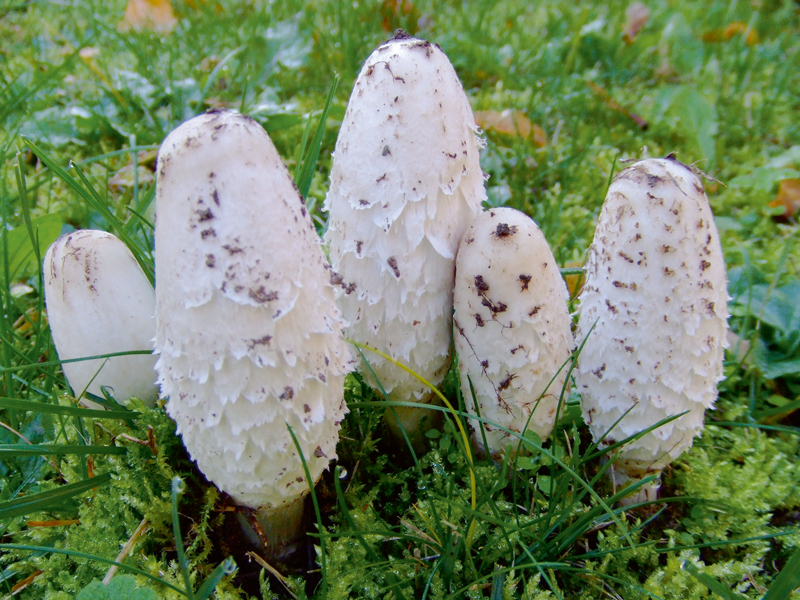 Vai tintenes ir ēdamas? Atbilde lasītājam | LA.LV