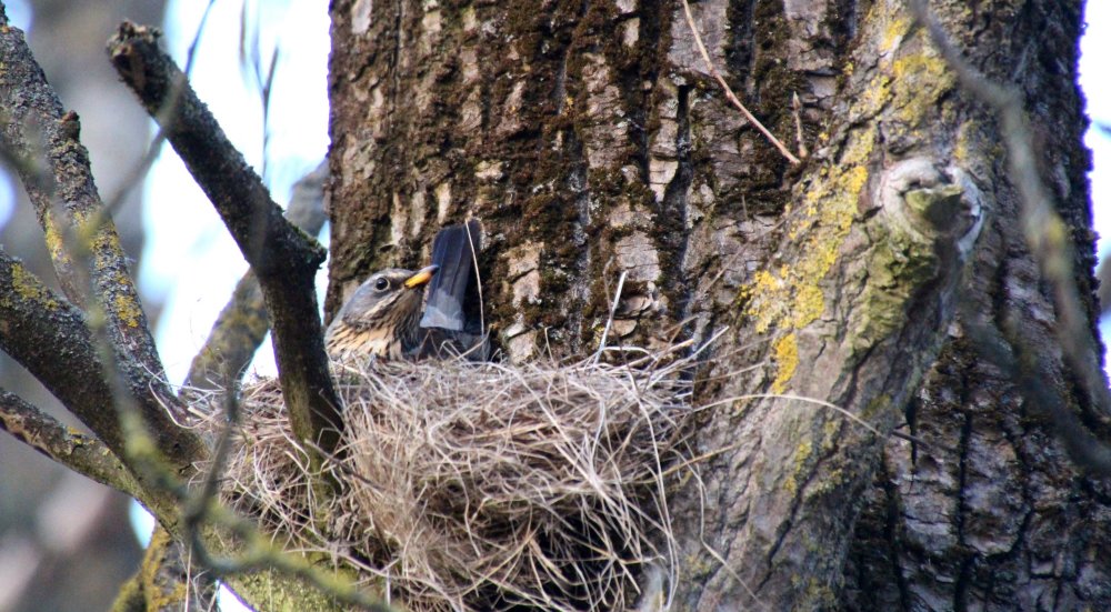 Pelēko strazdu dzīve. Ligzdas vīšana | LA.LV