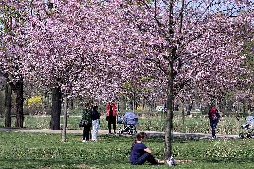 FOTO: Rīgā saplaukušas krāšņās sakuras | LA.LV
