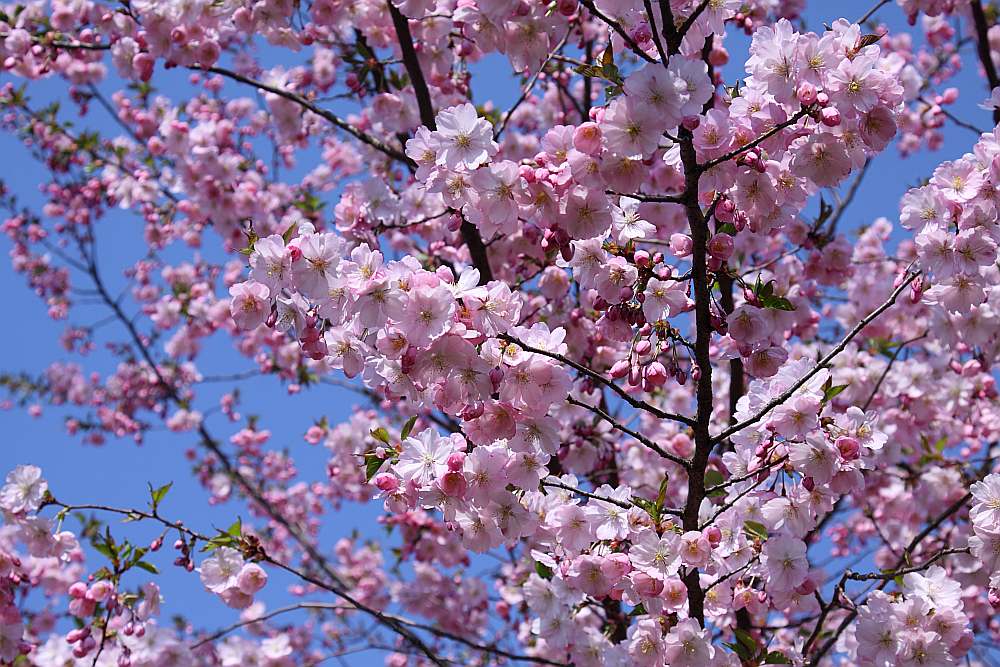 Foto Rд Gдѓ Saplaukuеўas Krдѓеўе дѓs Sakuras La Lv