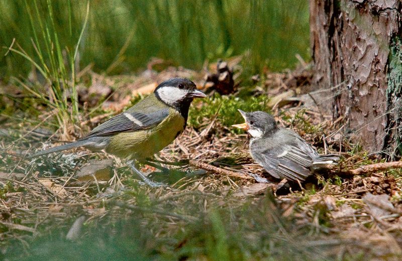 3 lietas, kas jāzina par putnu būrīšiem ārā | Praktiski.lv