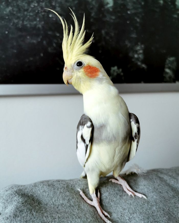 Papagailis, kas atdarina melodijas: uzticamās korellas | Praktiski.lv