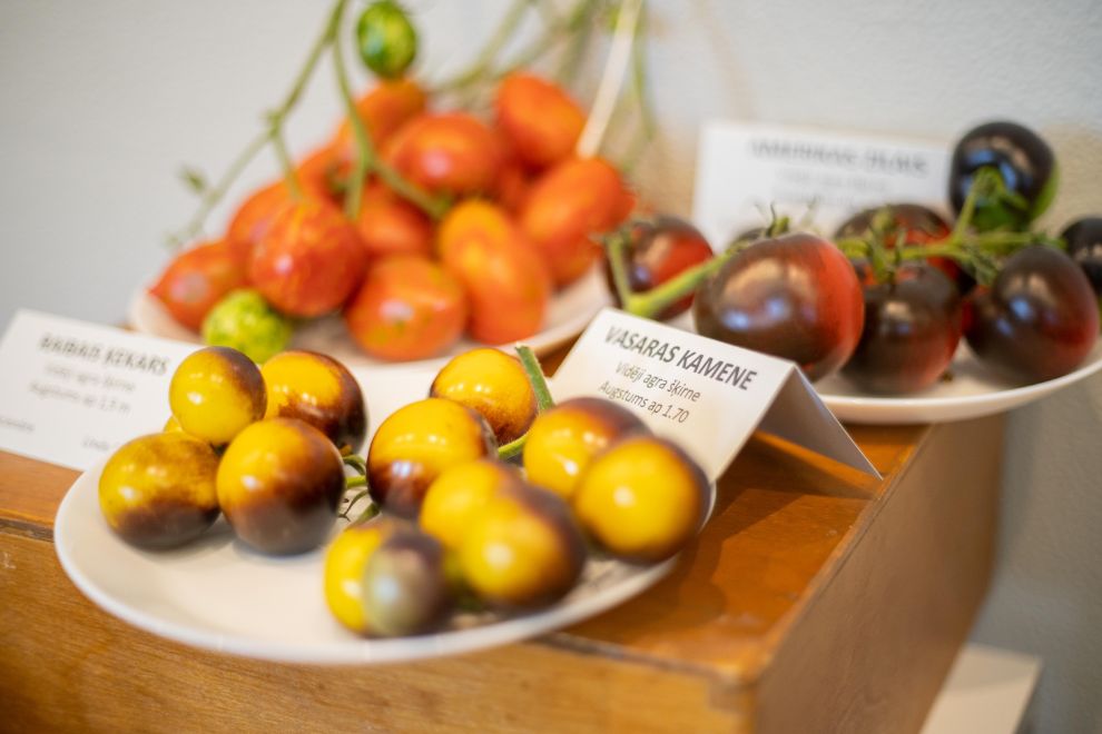 Krāsainie, melnie, dzeltenie, plūmīšu, ķiršu tomāti: labākās un ...