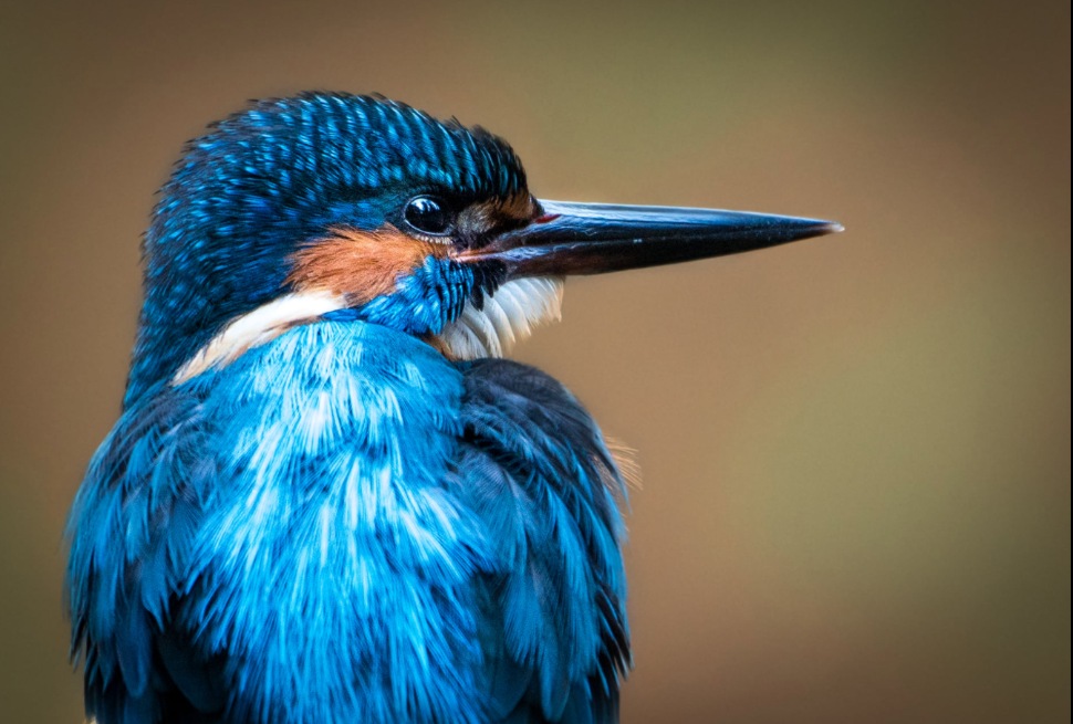 FOTO. Košie un krāšņie putni Latvijā: daudzveidīgā Latvijas daba ...