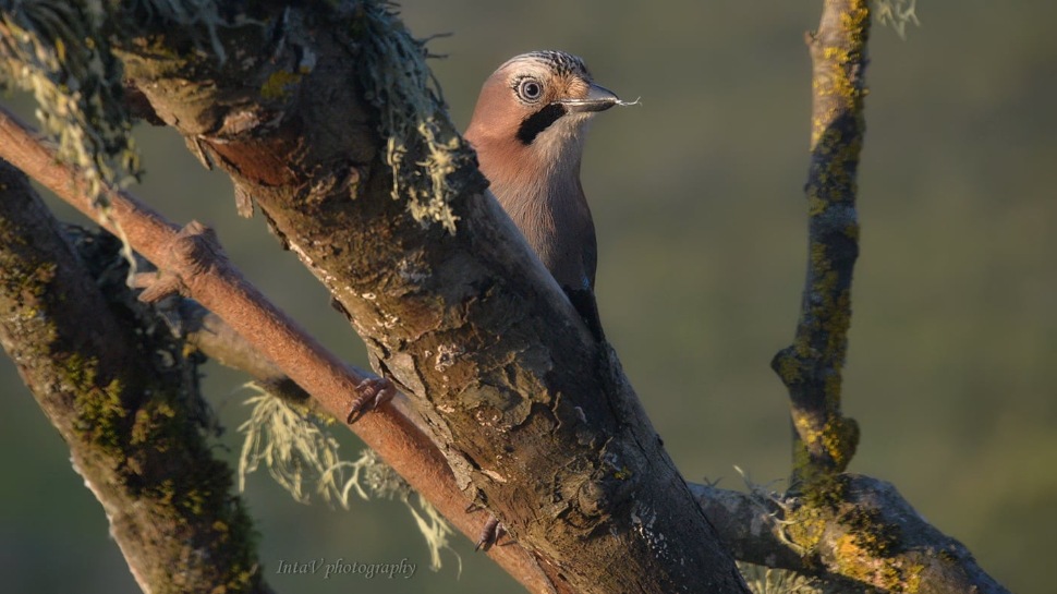 FOTO. Košie un krāšņie putni Latvijā: daudzveidīgā Latvijas daba ...