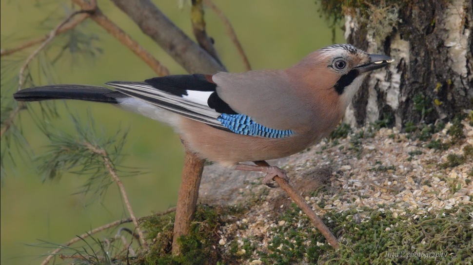 FOTO. Košie un krāšņie putni Latvijā: daudzveidīgā Latvijas daba ...