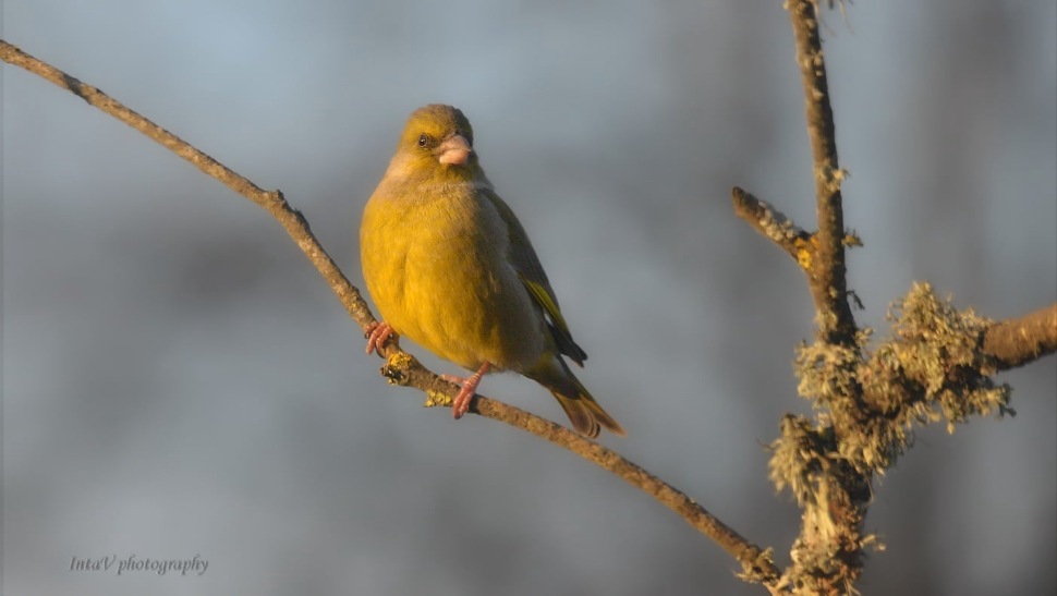 FOTO. Košie un krāšņie putni Latvijā: daudzveidīgā Latvijas daba ...
