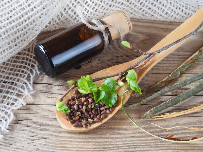 Dabas dzīvības spēks – pumpuri! Kas tajos vērtīgs un kuri garšīgākie ...